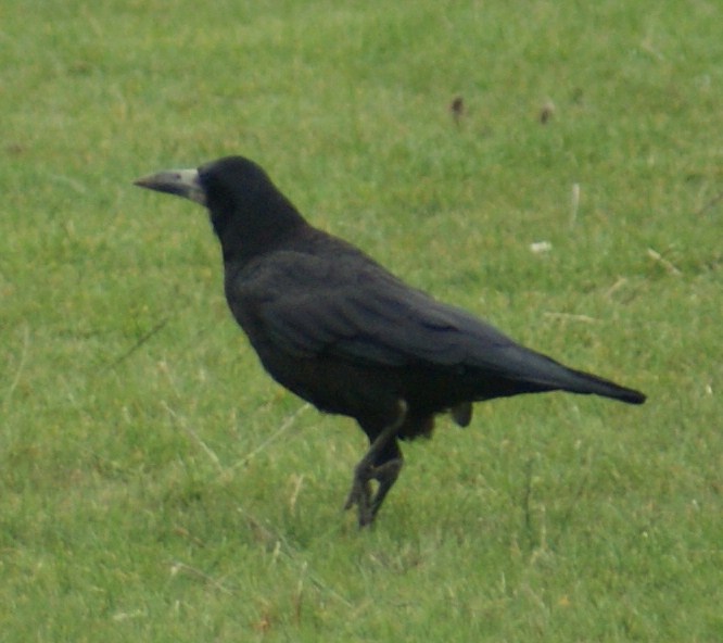Rook | British Wildlife Wiki | Fandom
