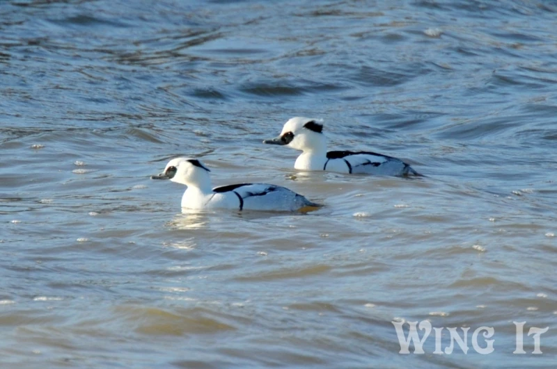 Smew | British Wildlife Wiki | Fandom