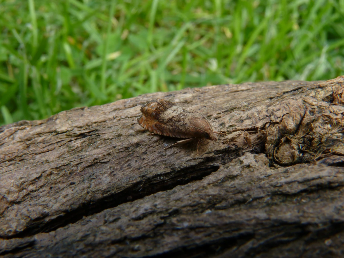 Cydia amplana | British Wildlife Wiki | Fandom