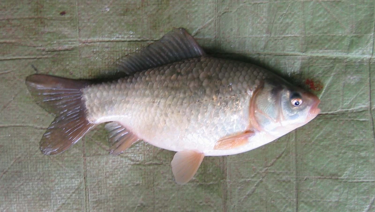 Goldfish | British Wildlife Wiki | Fandom