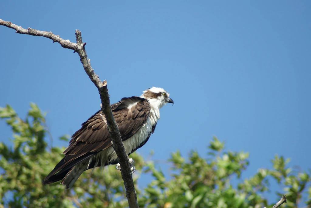 Osprey | British Wildlife Wiki | Fandom