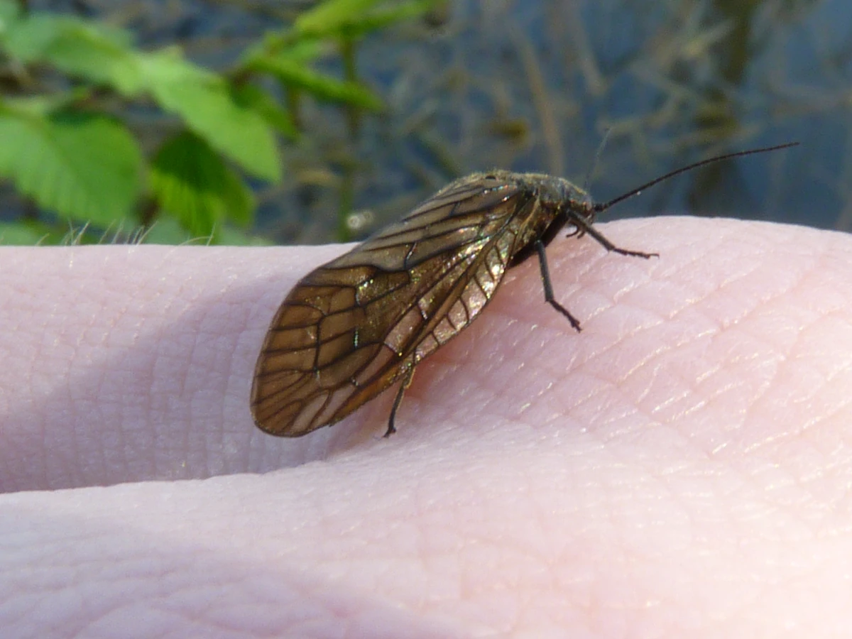 Alder Fly | British Wildlife Wiki | Fandom