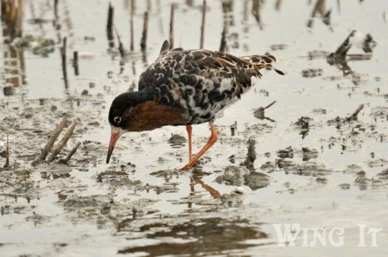 Ruff | British Wildlife Wiki | Fandom