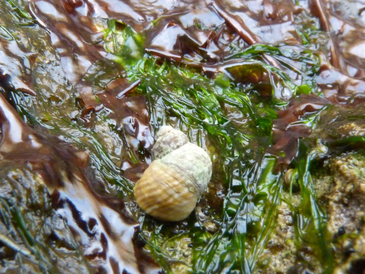 Rough Periwinkle | British Wildlife Wiki | Fandom