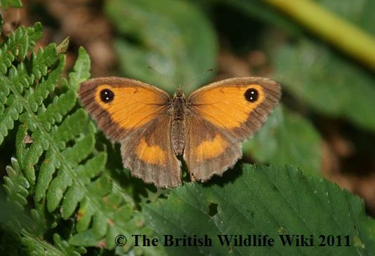 Gatekeeper | British Wildlife Wiki | Fandom