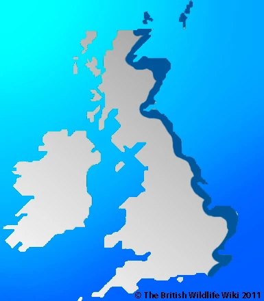 Common Redpoll | British Wildlife Wiki | Fandom