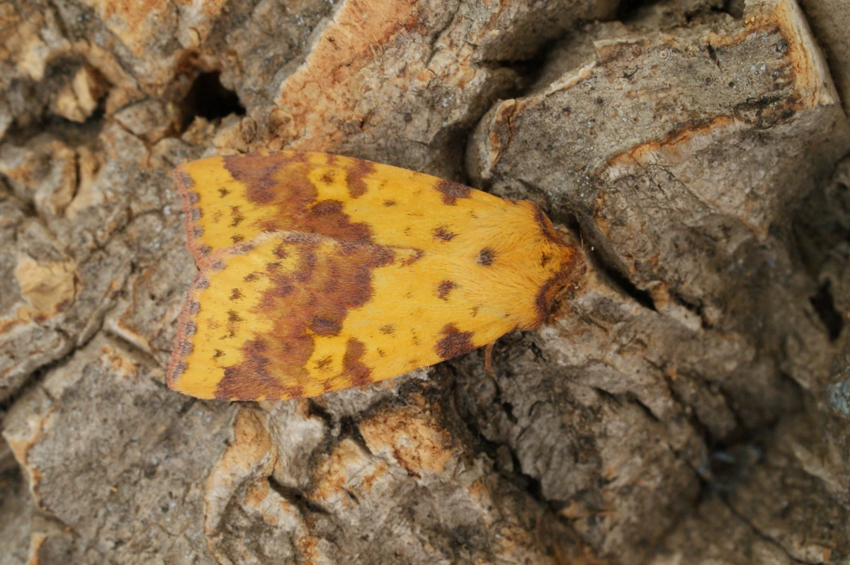Pink-barred Sallow | British Wildlife Wiki | Fandom