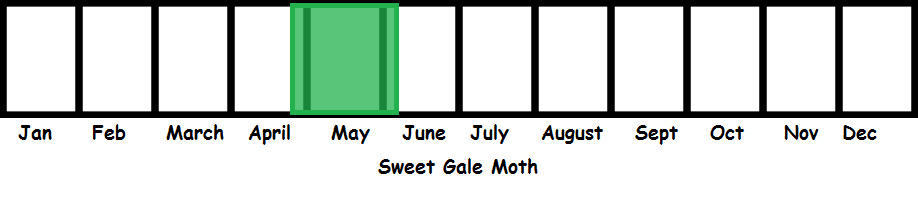 Sweet Gale Moth | British Wildlife Wiki | Fandom