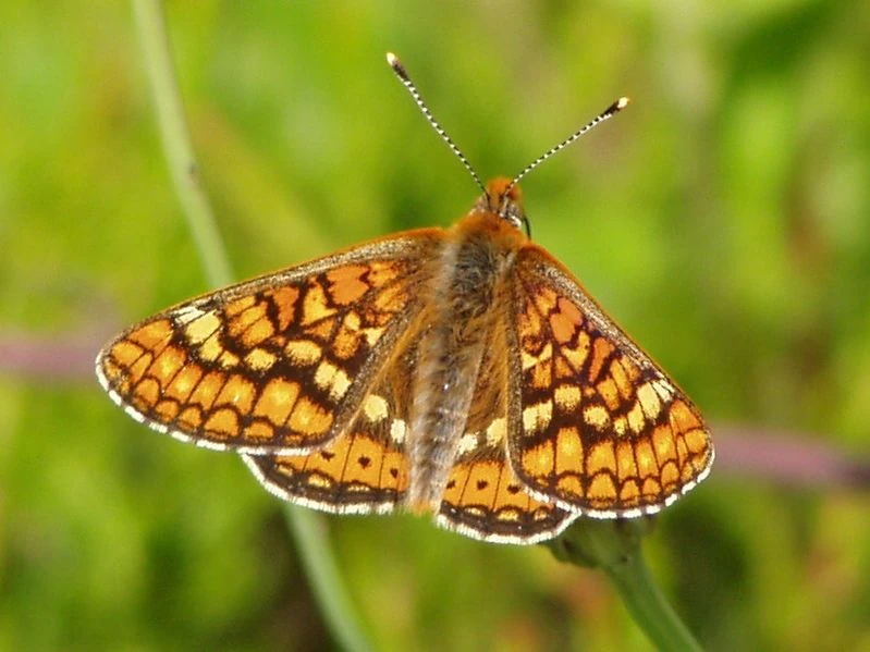 Marsh Fritillary | British Wildlife Wiki | Fandom