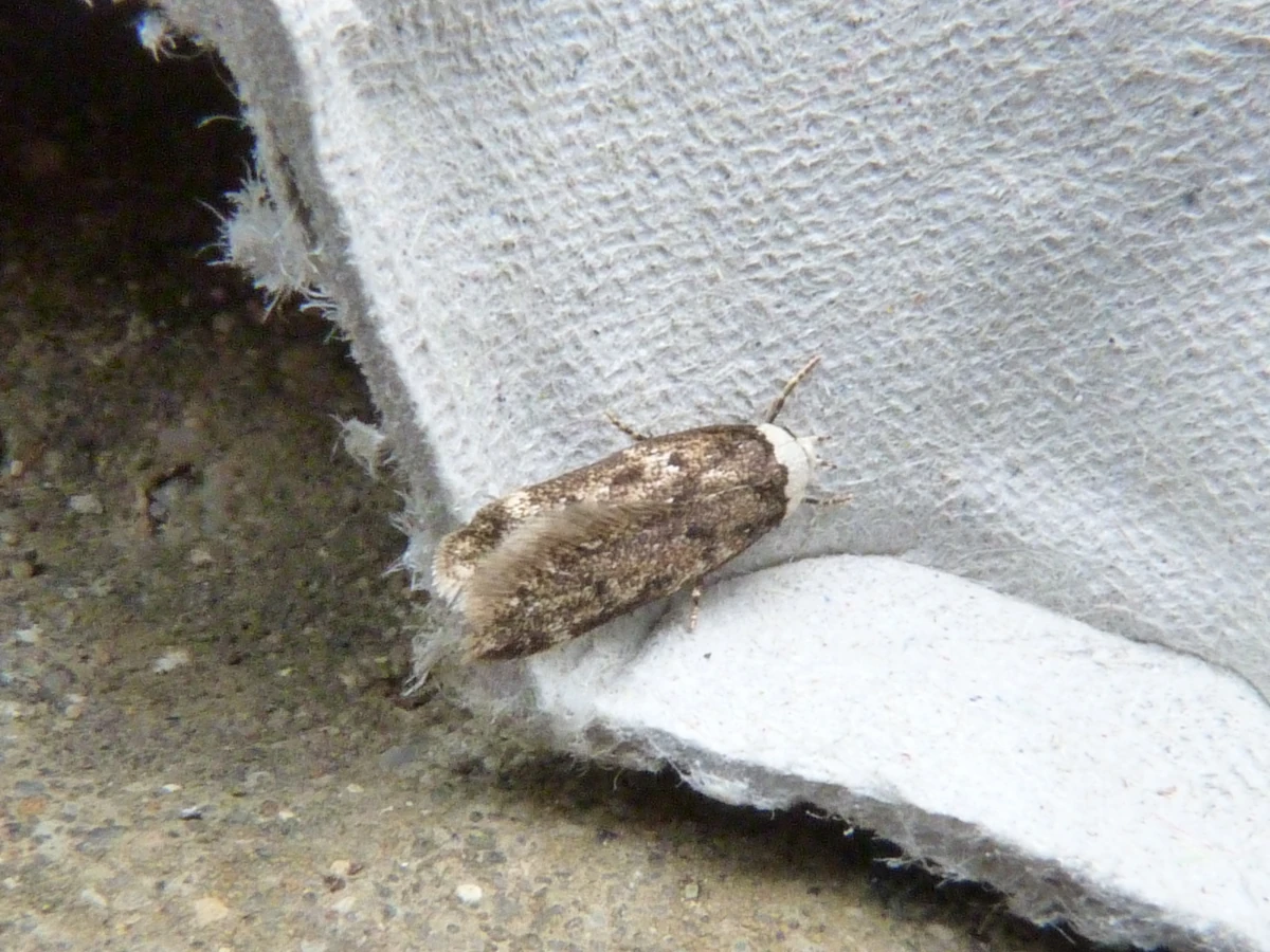 White-shouldered House-moth | British Wildlife Wiki | Fandom
