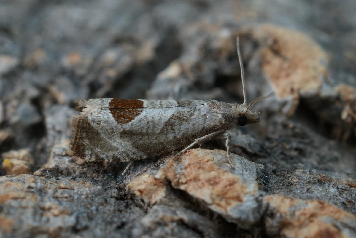 Bramble Shoot Moth | British Wildlife Wiki | Fandom