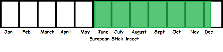 European Stick-insect | British Wildlife Wiki | Fandom
