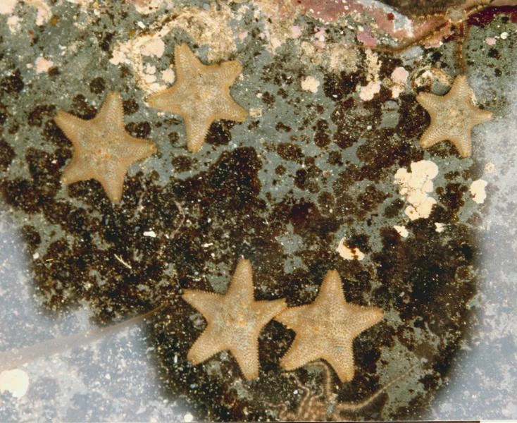 Sand Star | British Wildlife Wiki | Fandom