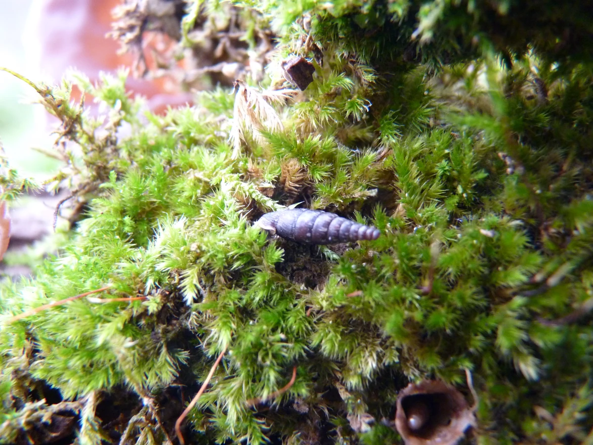 Plaited Door Snail | British Wildlife Wiki | Fandom