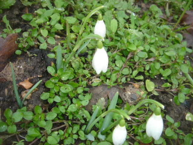 Snowdrop | British Wildlife Wiki | Fandom