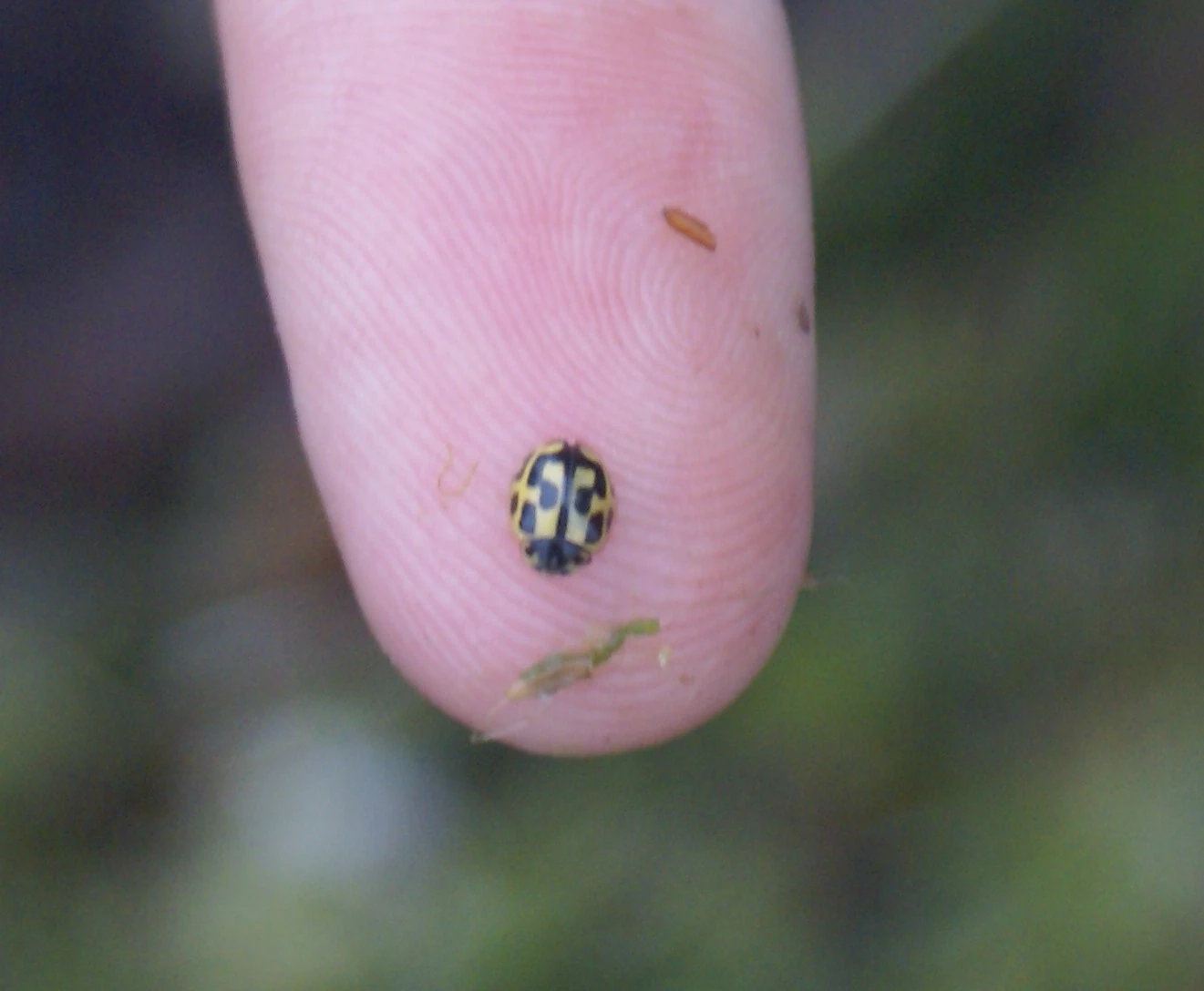14-spot Ladybird | British Wildlife Wiki | Fandom
