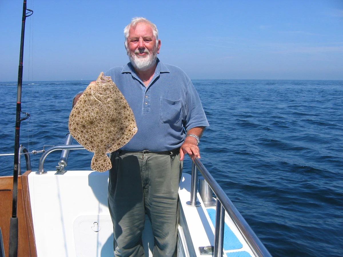 Turbot | British Wildlife Wiki | Fandom
