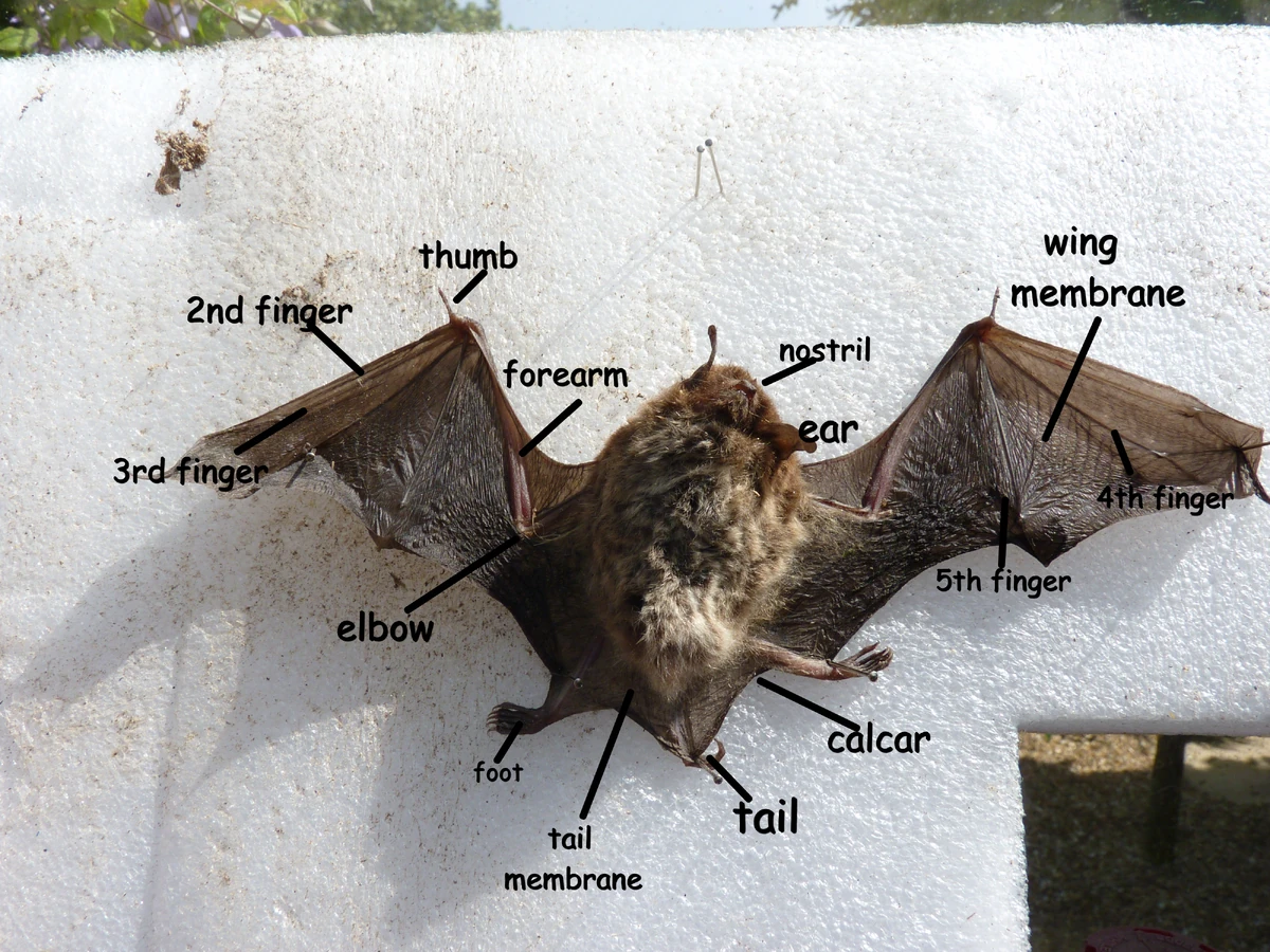 Category:Bats | British Wildlife Wiki | Fandom