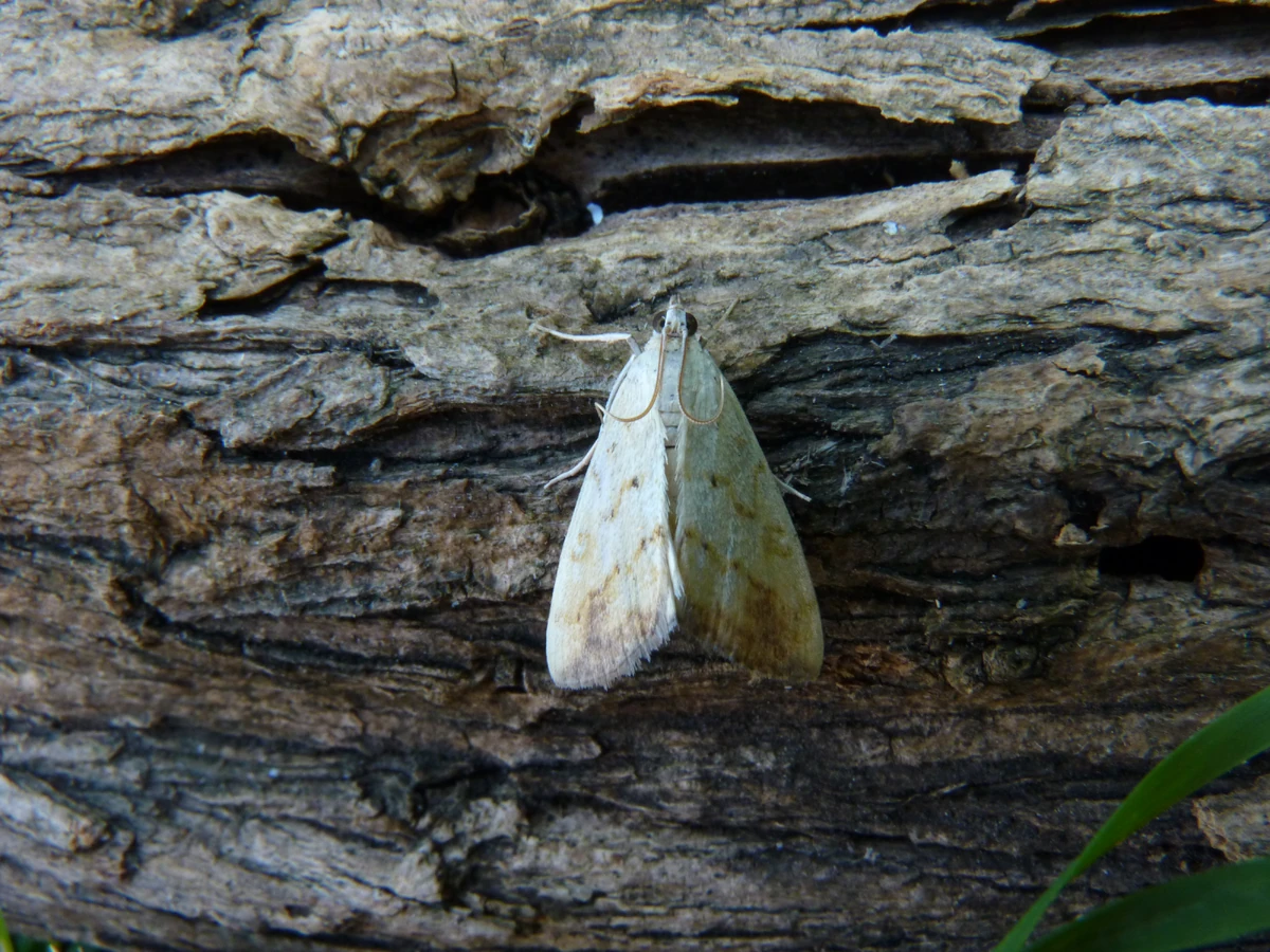 Evergestis extimalis | British Wildlife Wiki | Fandom