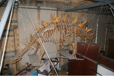 Lexovisaurus Skeleton