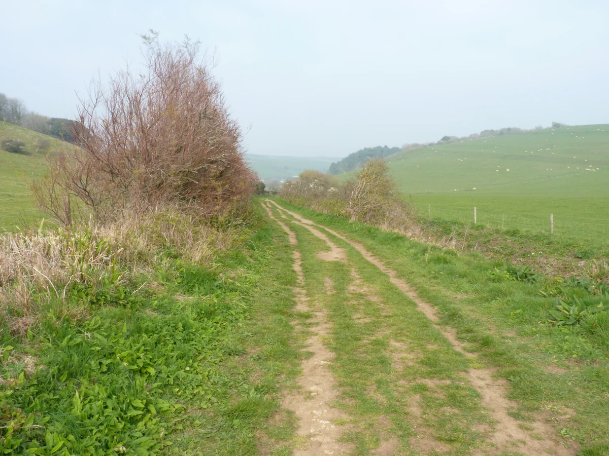 Hedgerow | British Wildlife Wiki | Fandom