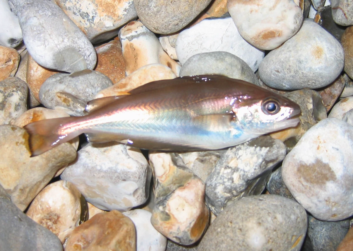 Poor Cod | British Wildlife Wiki | Fandom