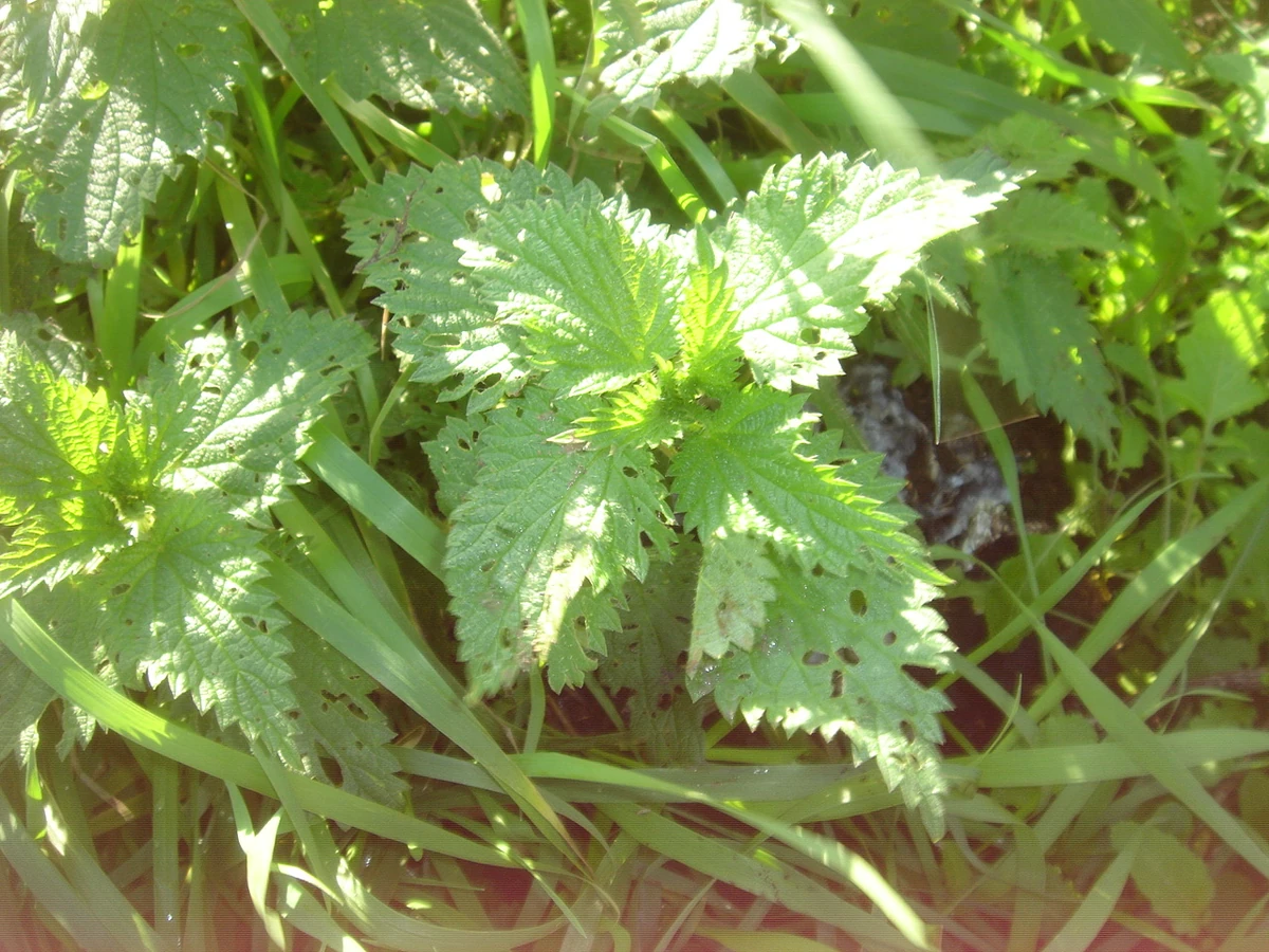 Stinging Nettles | British Wildlife Wiki | Fandom