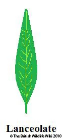 Lanceolate | British Wildlife Wiki | Fandom