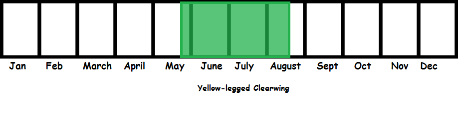 Yellow-legged Clearwing | British Wildlife Wiki | Fandom