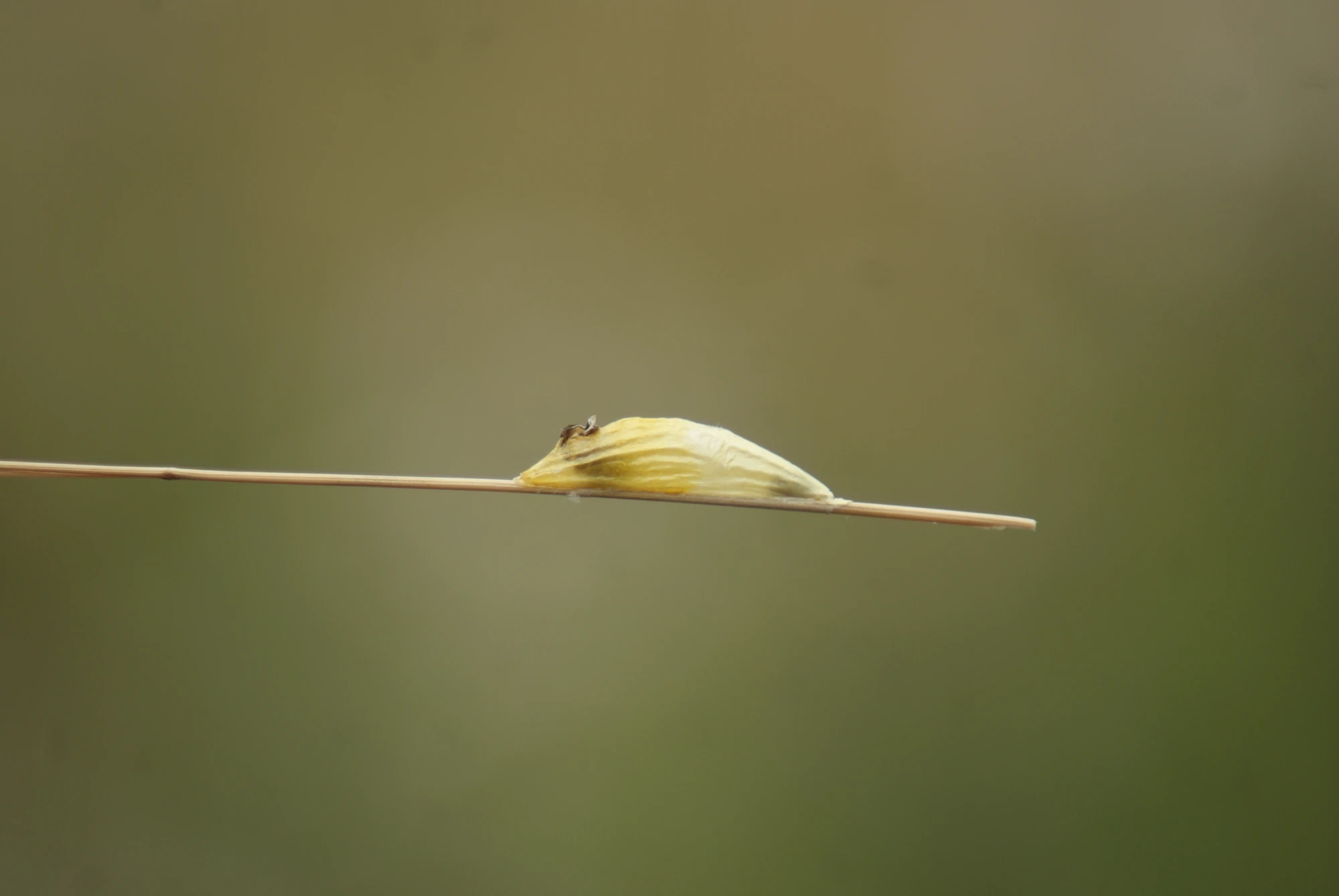 Cocoon | British Wildlife Wiki | Fandom