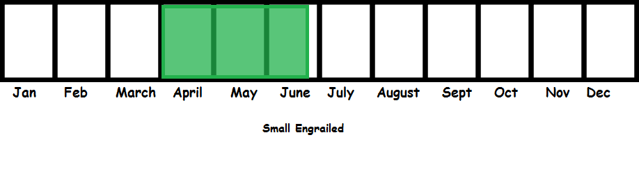 Small Engrailed | British Wildlife Wiki | Fandom