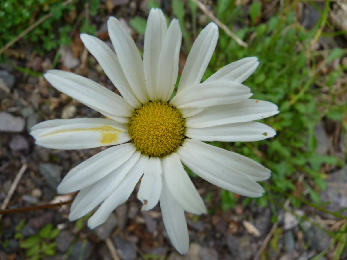 Scentless Mayweed | British Wildlife Wiki | Fandom