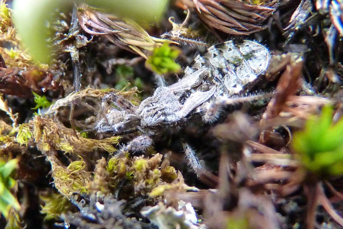 Heath Assassin Bug | British Wildlife Wiki | Fandom