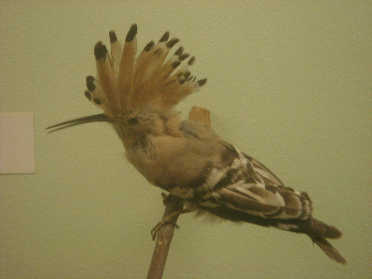 Hoopoe | British Wildlife Wiki | Fandom