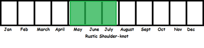 Rustic Shoulder-knot | British Wildlife Wiki | Fandom