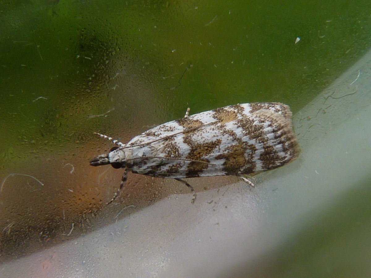 Scoparia pyralella | British Wildlife Wiki | Fandom