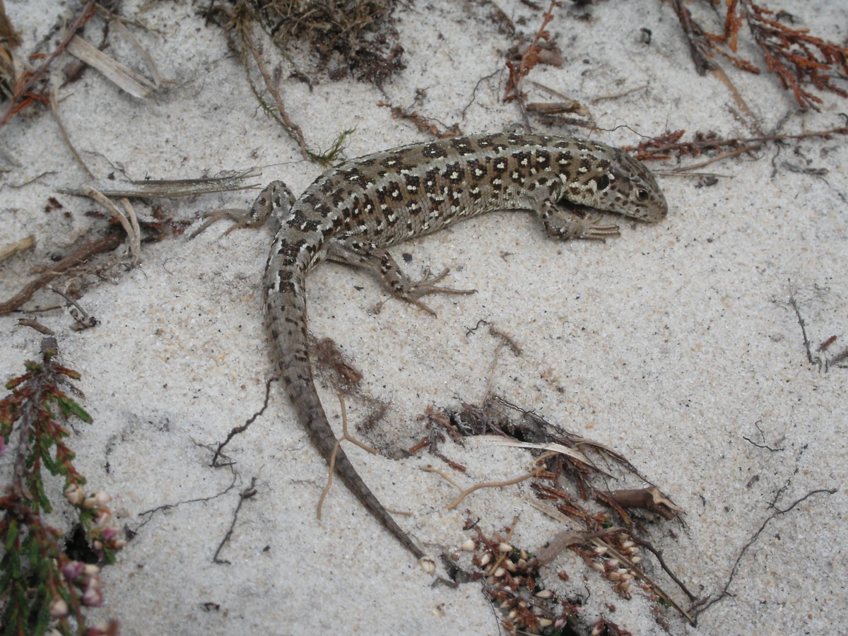 Sand Lizard | British Wildlife Wiki | Fandom