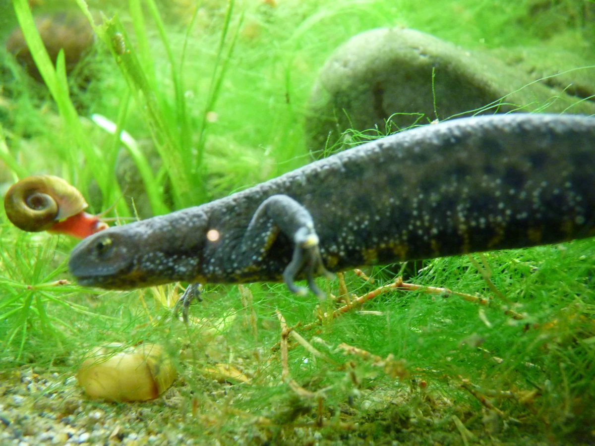 List of British Amphibians | British Wildlife Wiki | Fandom