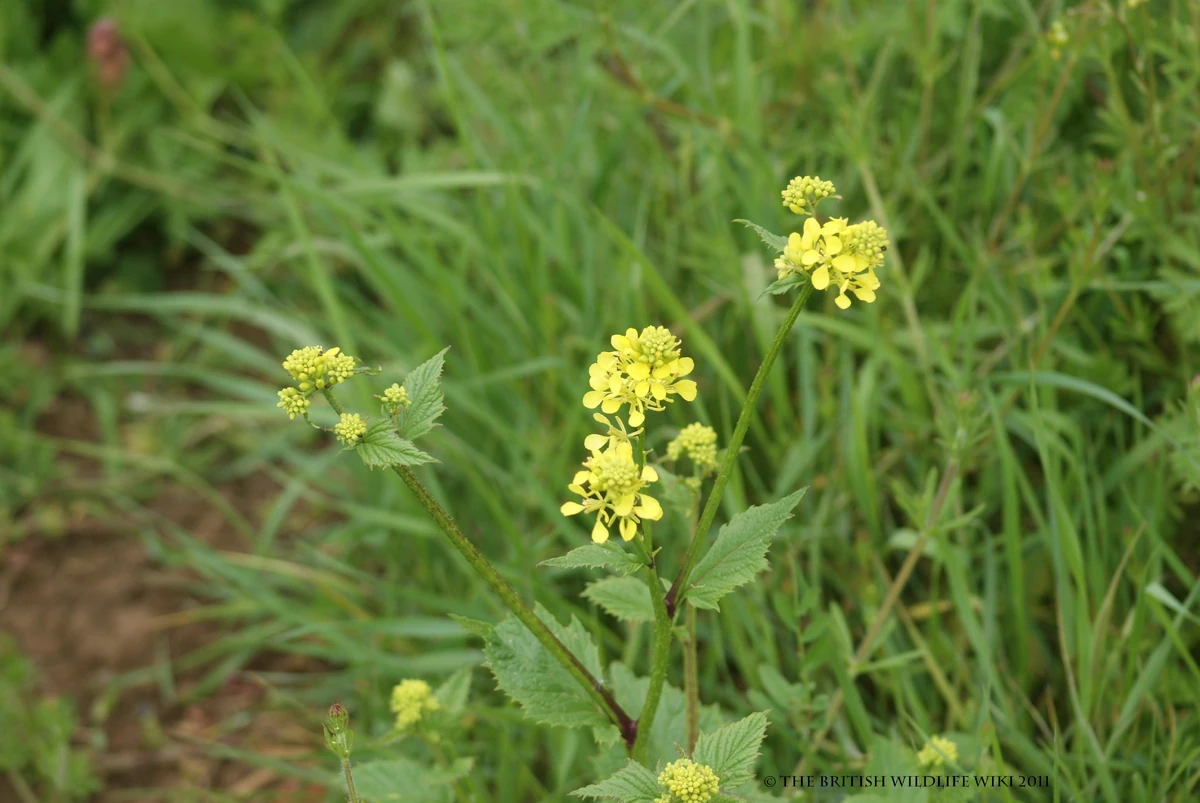 Rape | British Wildlife Wiki | Fandom