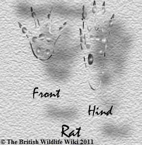 Rat Tracks | British Wildlife Wiki | Fandom