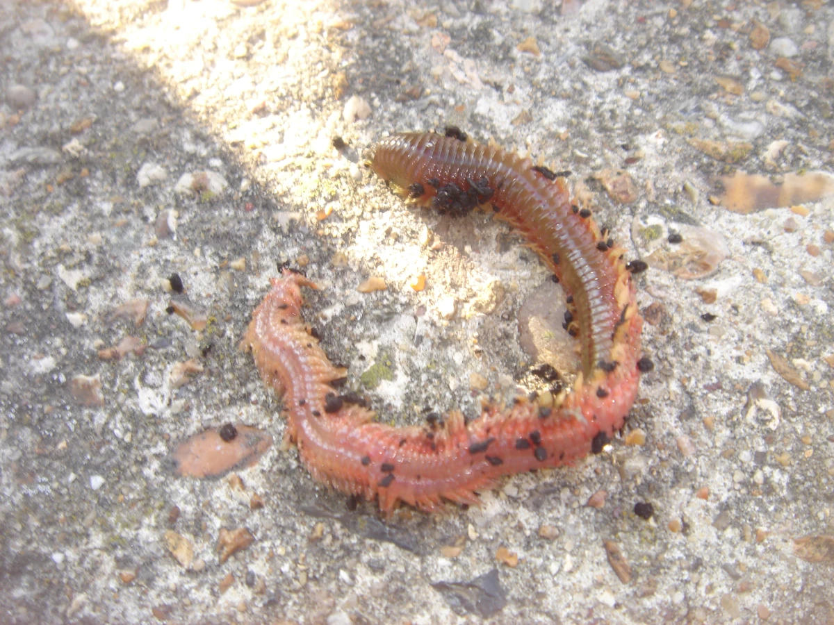 Ragworm | British Wildlife Wiki | Fandom