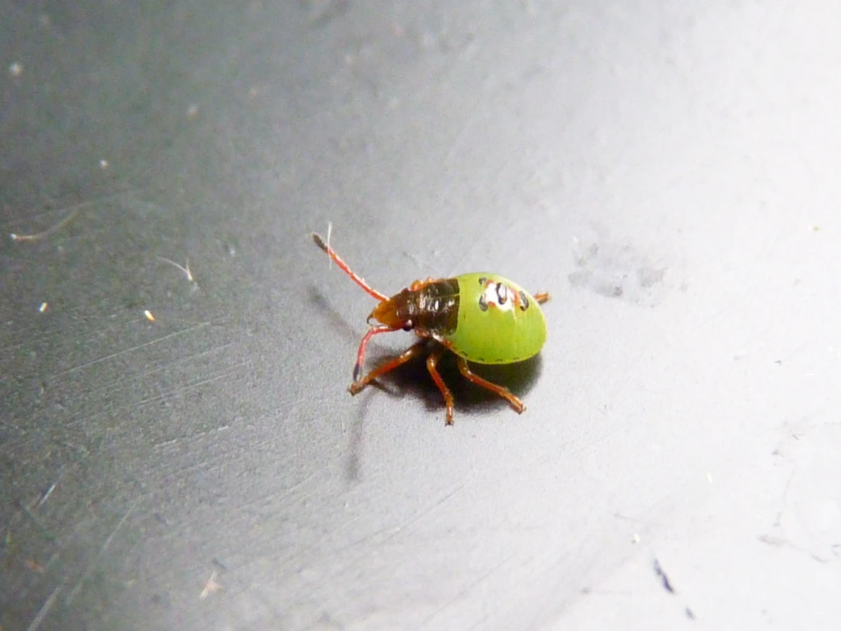 Birch Shieldbug | British Wildlife Wiki | Fandom