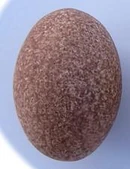 Bird Eggshell Identification | British Wildlife Wiki | Fandom