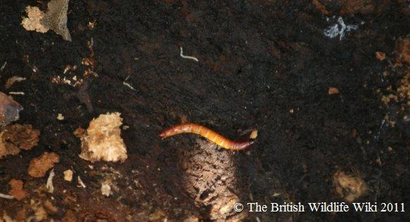 Yellow Mealworm Beetle | British Wildlife Wiki | Fandom
