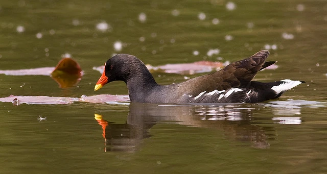 Common Moorhen | British Wildlife Wiki | Fandom