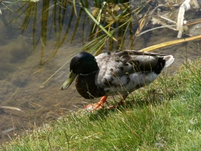 Mallard | British Wildlife Wiki | Fandom