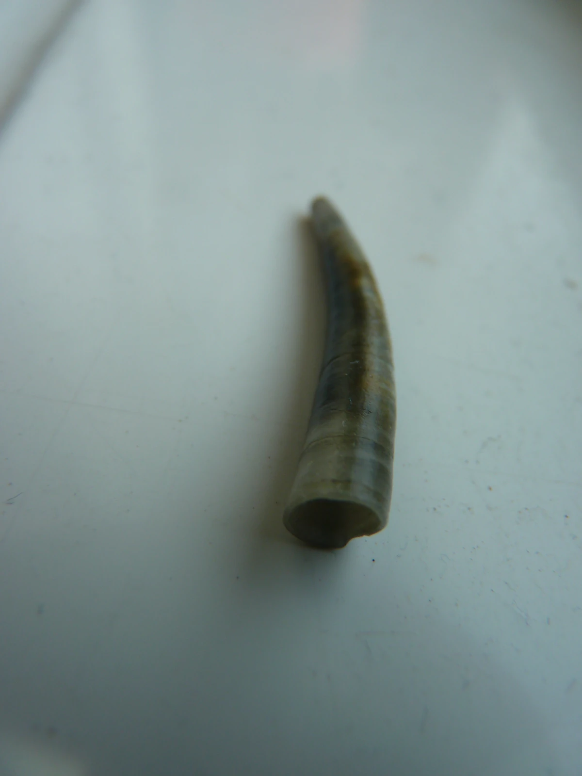 Tusk Shell | British Wildlife Wiki | Fandom