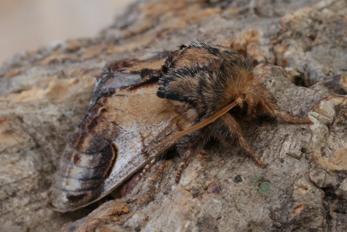 Pebble Prominent | British Wildlife Wiki | Fandom
