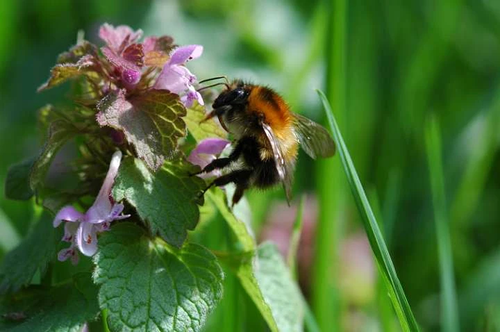 Common Carder-bee | British Wildlife Wiki | Fandom