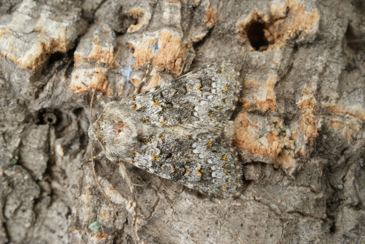 Small Ranunculus | British Wildlife Wiki | Fandom